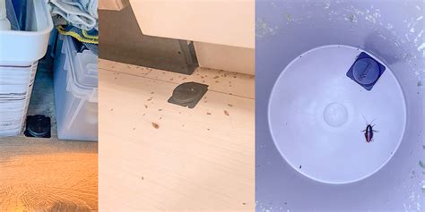 Combat Roach Killing Bait Station Review [ 1 Solution] Roach Baits