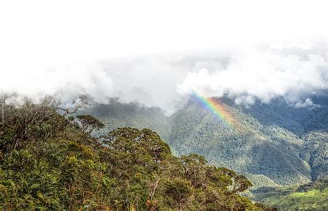 Nature And Culture International Protecting Intact Forests