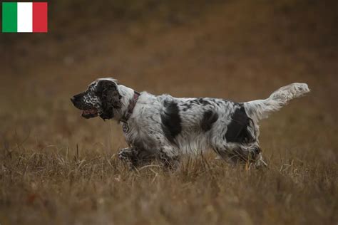 English Springer Spaniel Breeders And Puppies In Italy