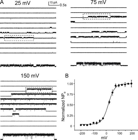 Steady State Behavior Of Wt Kcsa Is Modulated By Voltage A