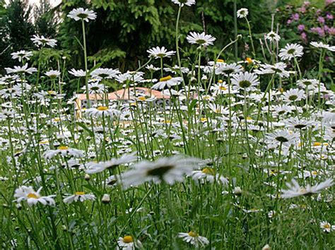 Bluehende Margeriten | Bilder Blog
