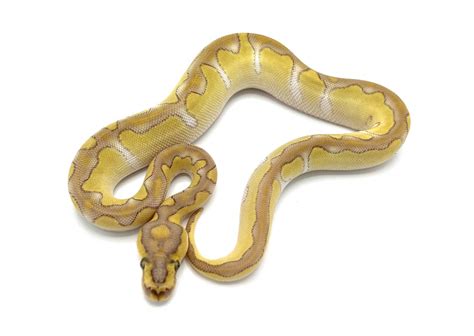 Enchi Lesser Ball Python