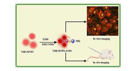 Glutathione Conjugated Fluorometric Ratiometric Nir Silicon Nanoparticles And Its Applications