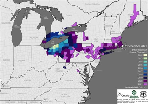 Beech Leaf Disease In Massachusetts