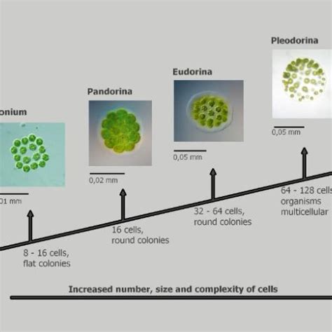 Evolution From Unicellular To Multicellular Adapted From 1 2