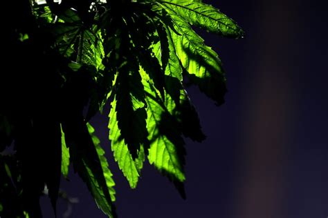 Marihuana Y Sexo Una Combinaci N Cl Sica