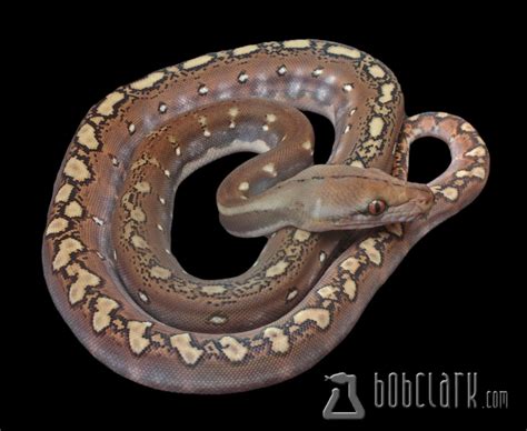 Phantom Reticulated Python By Bob Clark Reptiles Morphmarket