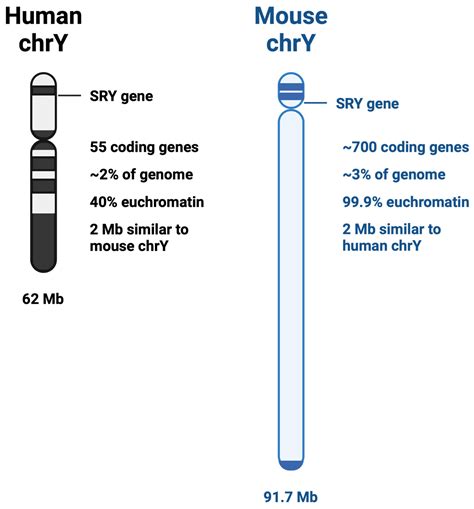 Y Chromosome Sry Generation And Mutational Analysis Of A Transgenic