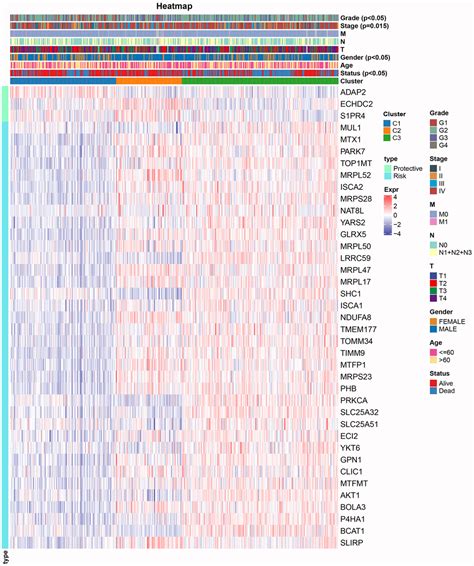 Mitochondrial Related Genes Markers That Predict Survival In Patients With Head And Neck