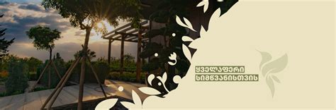 Greencare ფიკუს ელასტიკა მართლაც ლეგენდარული მცენარეა და არა მხოლოდ მის წვენში 15 იანი