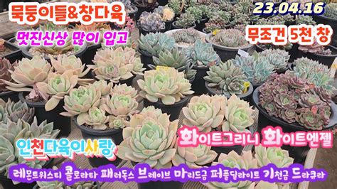 인천다육이사랑4묵둥이창다육창무조건5천레몬티위스티콜로라타패러독스브레이브마리드금퍼플딜라이트기천금드라큐라큐빅금화이트그리니화이트엔젤누다캉캉