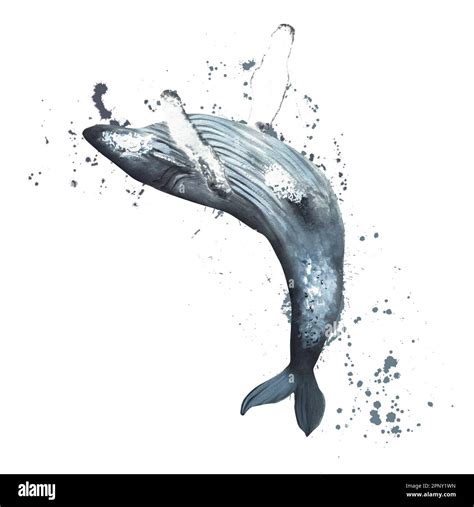 Humpback Whale Breaching Clipart
