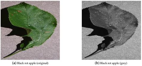 Machine Learning For Detection And Prediction Of Crop Diseases And Pests A Comprehensive Survey