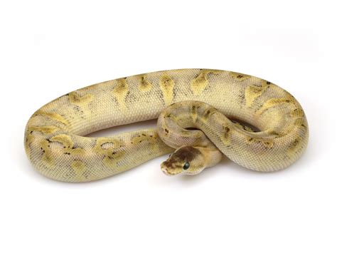 Ghi Mojave Champagne Markus Jayne Ball Pythons