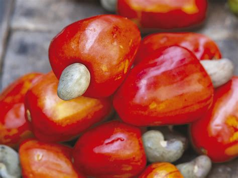 Marañón Un Fruto Exótico Que Se Da En Tabasco México Desconocido