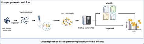 Overview Of Sample Preparation And Instrument Workflow For Quantitative