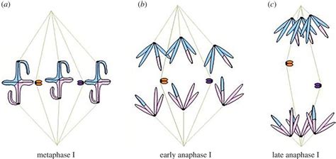 Chromosome Interaction Over A Distance In Meiosis Royal Society Open Science