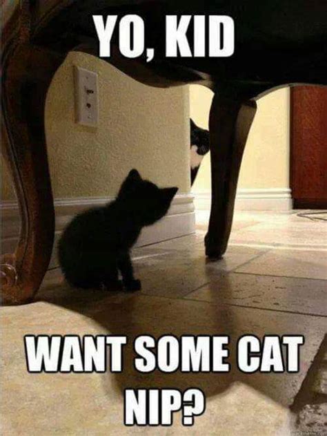 The Best Catnip Memes Memedroid