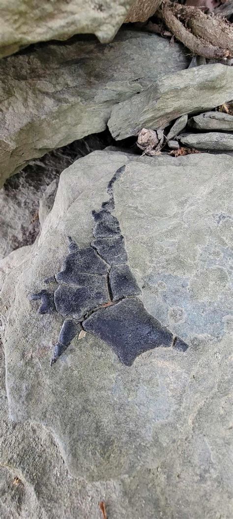 Is This A Fossilized Turtle Shell Ne Virginia Usa Rfossilid