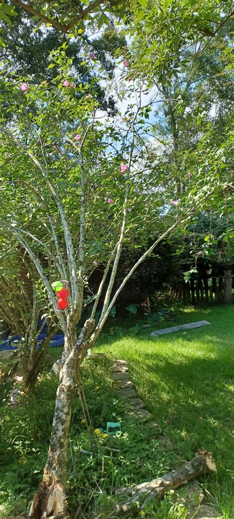 Flowering Tree Core Gone Rtree Flowering Tree Core Gone Rtree