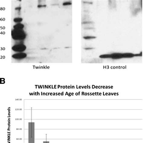 Western Blot Analysis Of Arabidopsis Twinkle Homologue Expression A