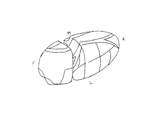 Thalamic Nuclei Names Quiz