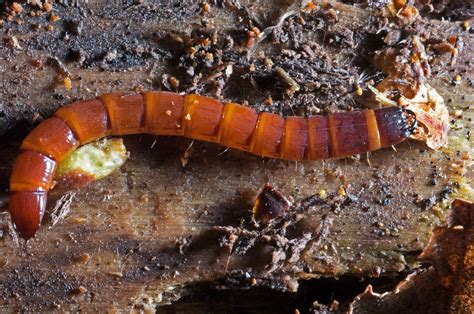 The 5 Forms Of Insect Larvae