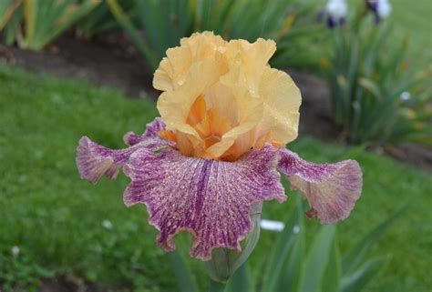 Tall Bearded Iris Iris Octopi Pi In The Irises Database