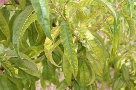 Magnesium Deficiency Lemon Tree At Emmanuel Jones Blog
