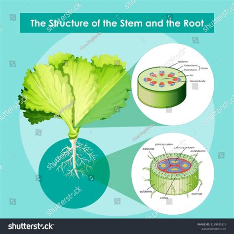 Diagram Showing Structure Stem Root Illustration Stock Vector Royalty Free