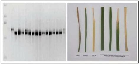 Molecular Breeding And Marker Assisted Selection In Rice Download Scientific Diagram