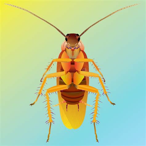 Cockroach Stock Vector Illustration Of Pesticide Tint 10094030