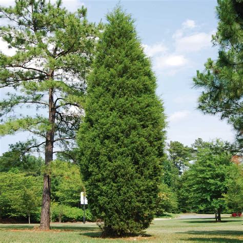 Eastern Red Cedar Size
