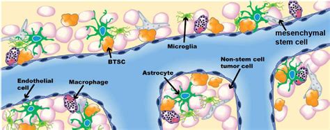 Figure From Glioma Associated Mesenchymal Stem Cells Have Profound Effects On Brain Tumors