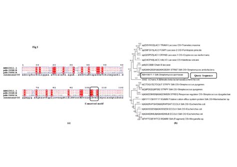 A Multiple Sequence Alignment Of Sila Laccase Enzyme From