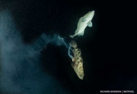 Richard Barnden Camouflage Grouper Spawning Wetpixel Com