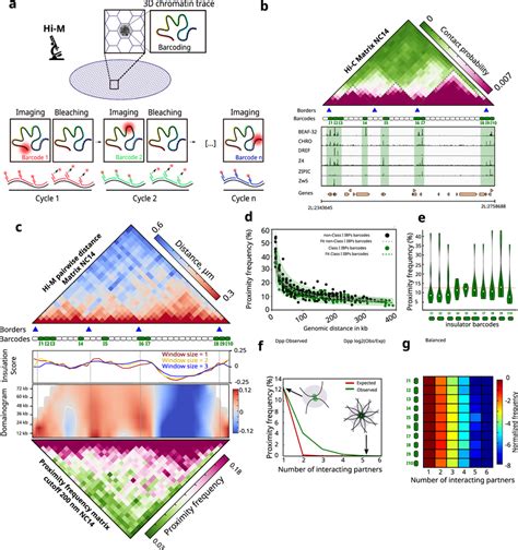 Hi M Reveals Visible Interactions Between Insulator Bound Chromatin Download Scientific Diagram