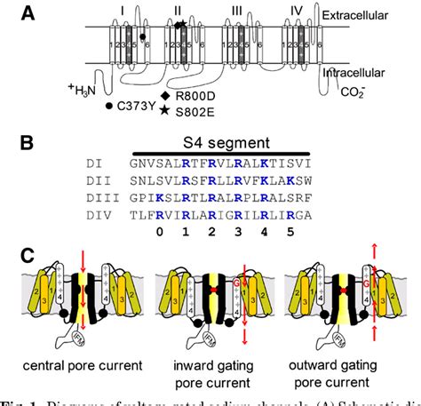 Figure 1 From Gating Pore Currents Demonstrate Selective And Specific Modulation Of Individual
