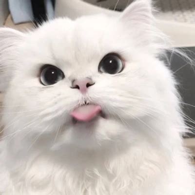 猫猫头像 高清图片，堆糖，美图壁纸兴趣社区