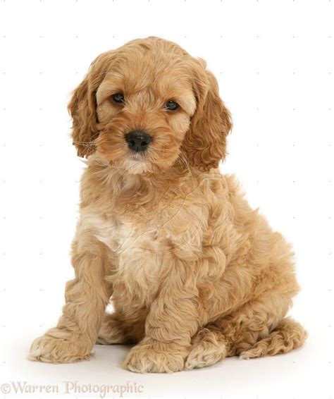 Cockapoo Golden