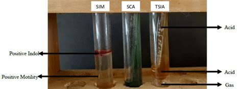 Sim Indole Test