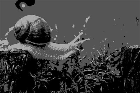 Imagemagickでカラー画像をn Bit Grayscale Png画像に変換する ぬの部屋（仮）