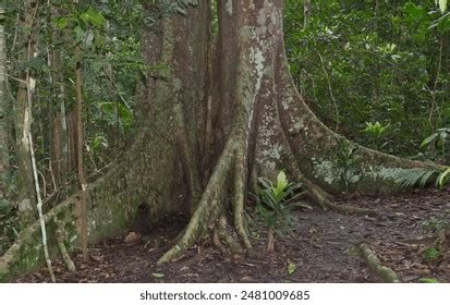 9 Hundred Tree Huge Root System Royalty Free Images Stock Photos Pictures Shutterstock