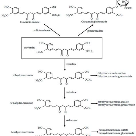 Metabolism Of Curcumin Reduction Pathway And The Two Main Conjugation Download Scientific