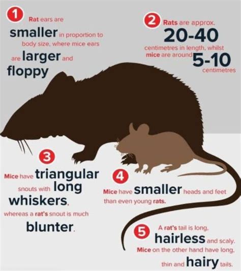 Sa Roof Rats On Linkedin Rodents Pestcontrol Infographic