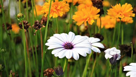 Gratis Afbeelding Ecologie Blad Natuur Gras Zomer Bloem Tuin