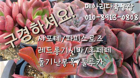 샤포테레드 롱기시마돌기 난봉옥홍페페 툴루카 Youtube