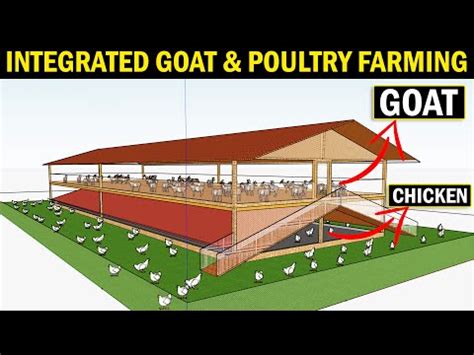 Integrated goat and poultry farming integrated goat and chicken farming ...
