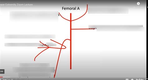 Femoral Artery Diagram Quizlet
