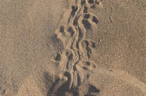 Sea Turtle Monitoring And Conservation Antonios Mazaris Research Group